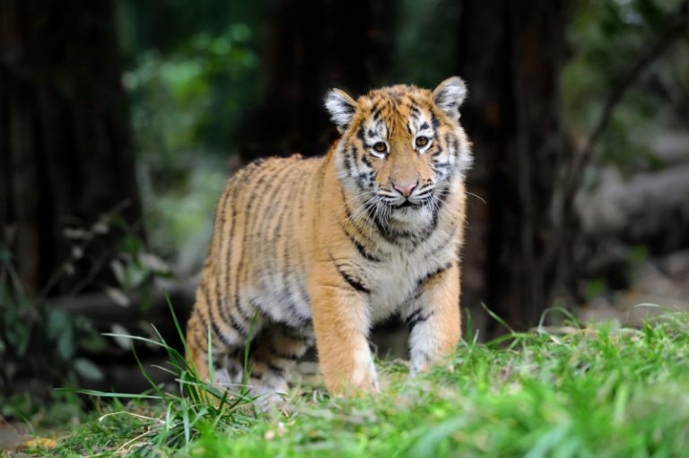 6 Tiger Cub Facts You Need to Know About! – ApeCape